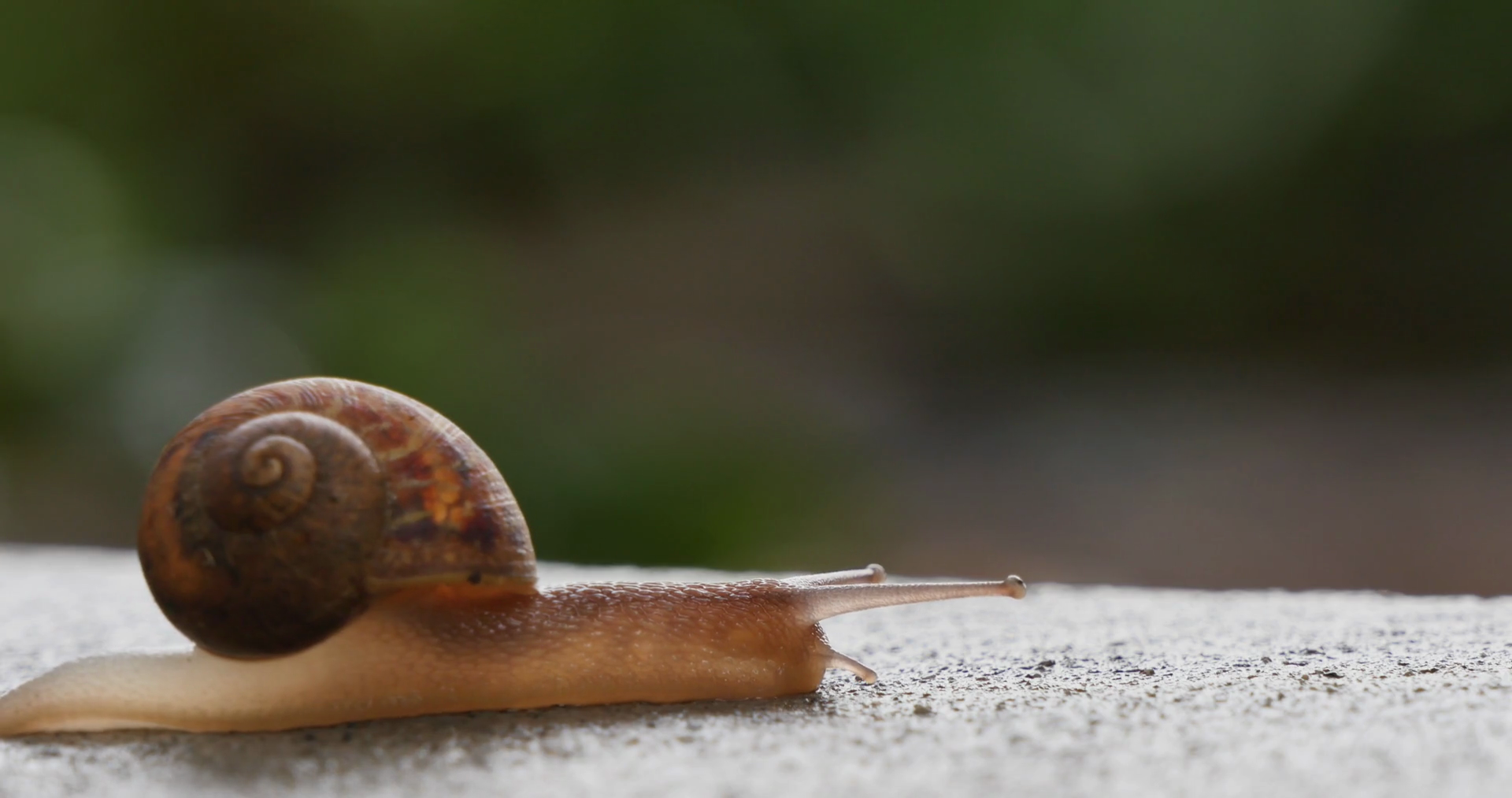 A Tiny Snail Moves Slowly On Ground Stock Footage SBV-312879362 ...