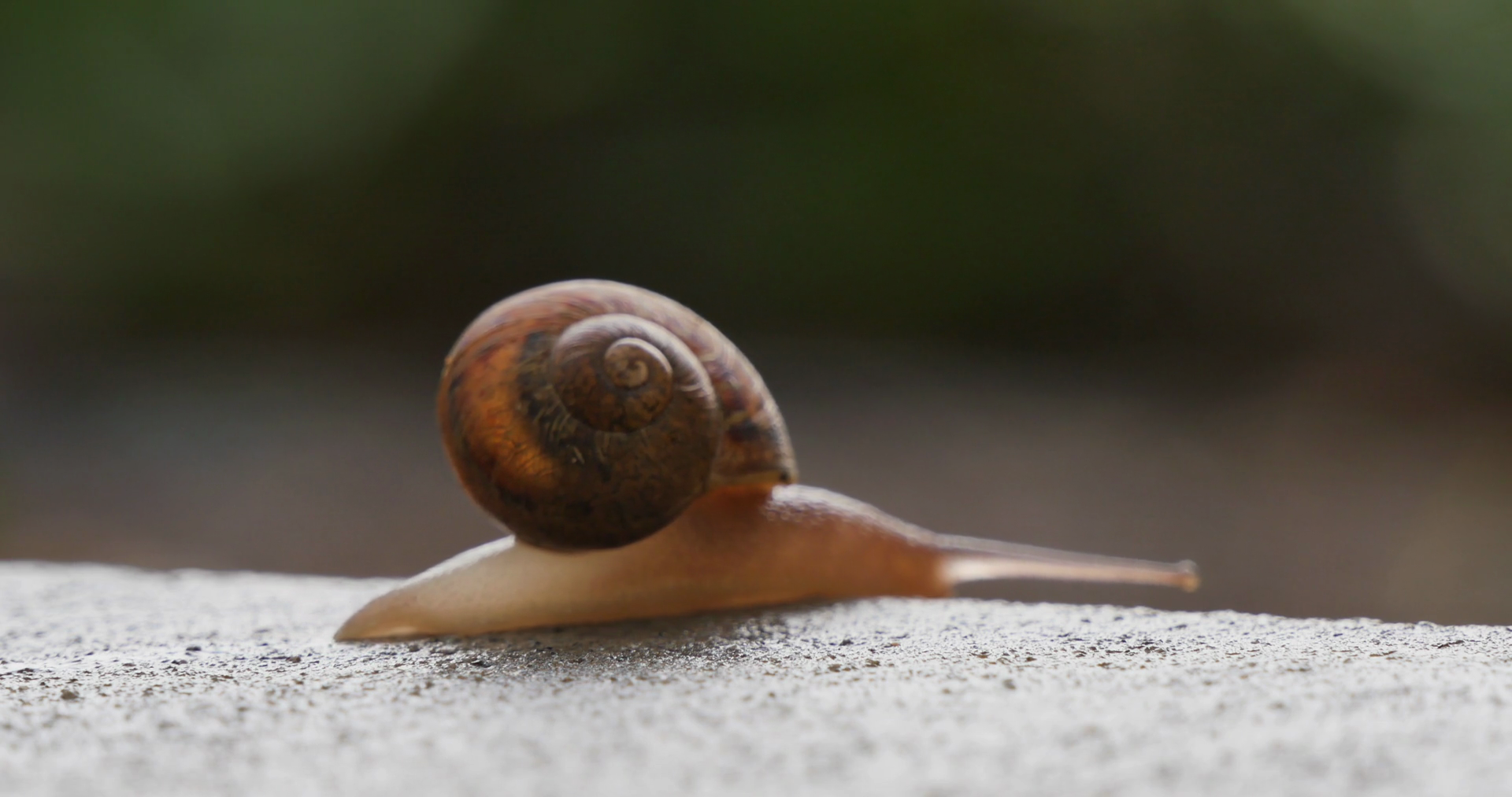 A small snail slowly crawls over the edge of a sidewalk. Stock Video ...