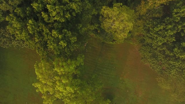 Woods Drone Stock Footage: Royalty-Free Video Clips - Storyblocks