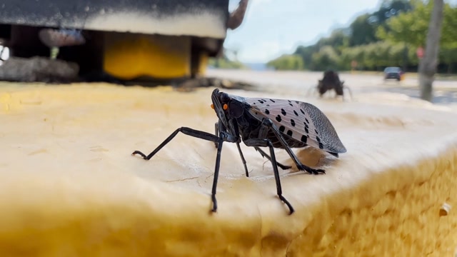 Invasive Bug Stock Footage: Royalty-Free Video Clips - Storyblocks