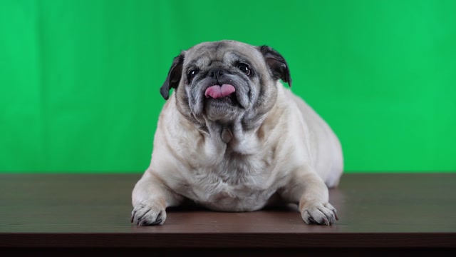 Friendship Green Screen Stock Footage: Royalty-Free Video Clips ...