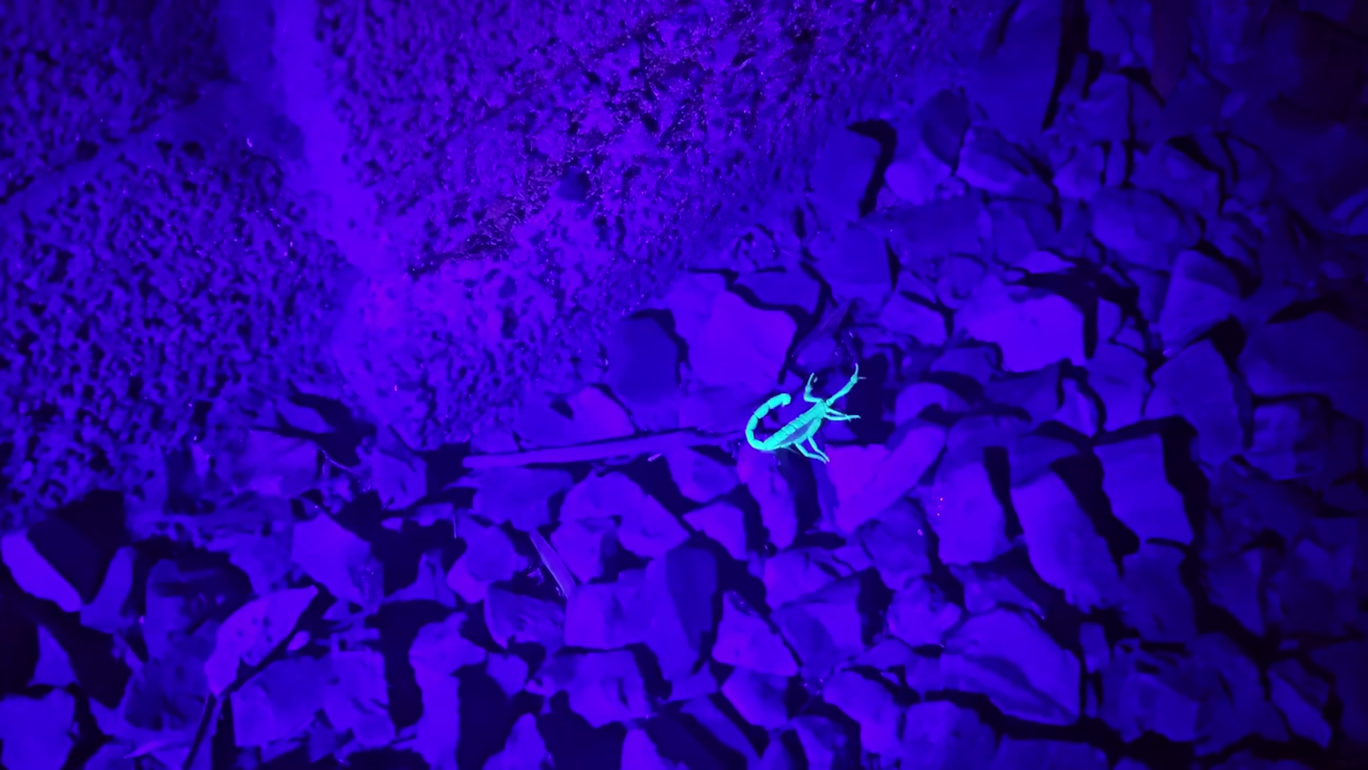Scorpion Glowing Bright Blue Under Uv Black Stock Footage SBV-353112051 ...