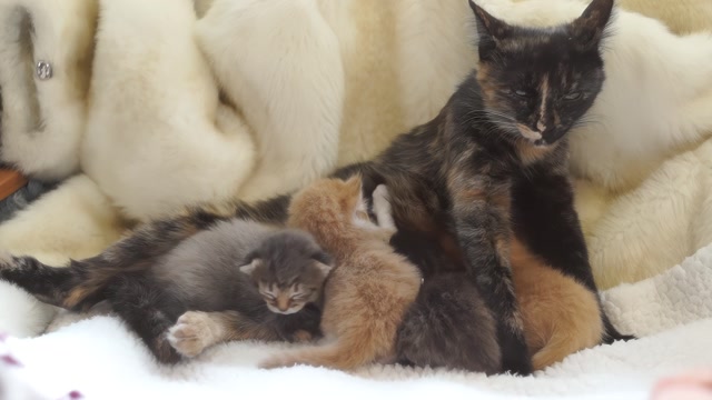 Foster Nanny Stock Footage: Royalty-Free Video Clips - Storyblocks