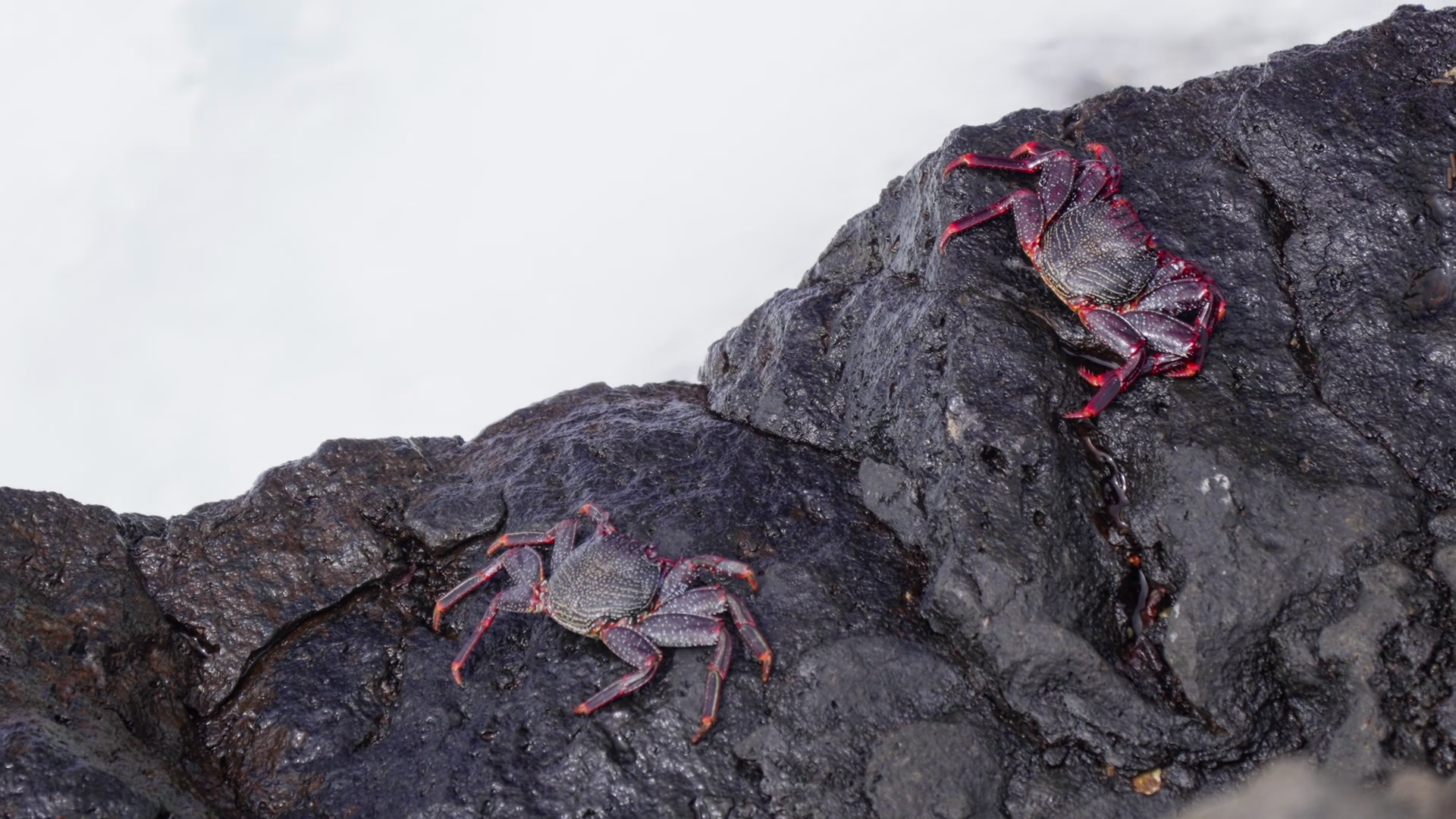 Colorful Crabs On Rocky Near Ocean Waves Stock Footage SBV-351801333 ...
