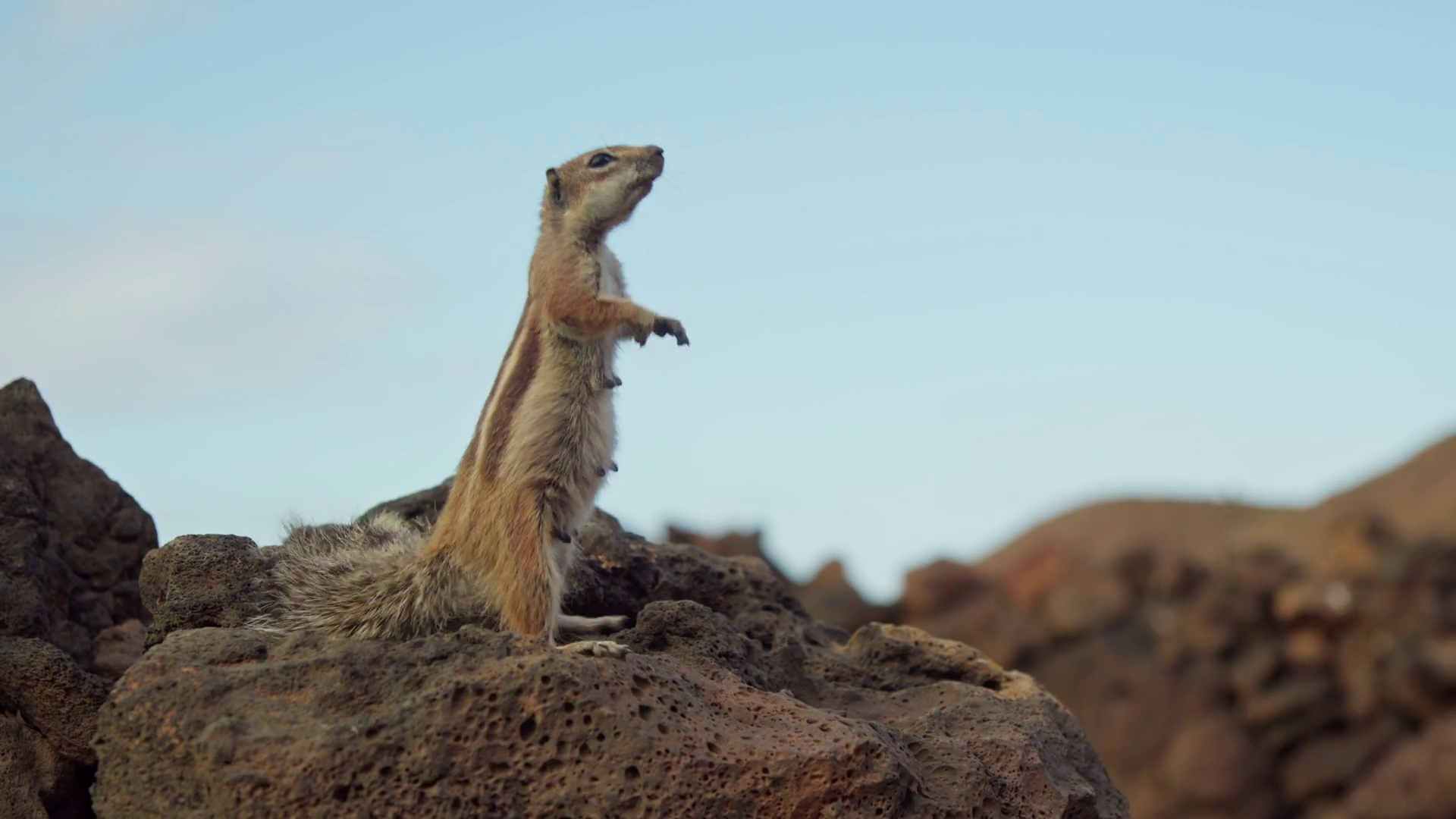Chipmunk Standing On Hind Legs On Rock Stock Footage SBV-347623008 ...
