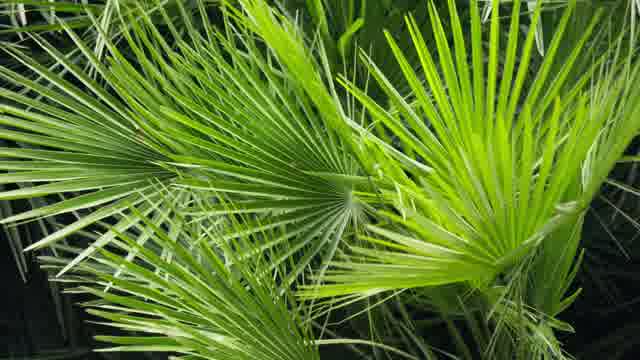 Palm Loop Stock Footage: Royalty-Free Video Clips - Storyblocks