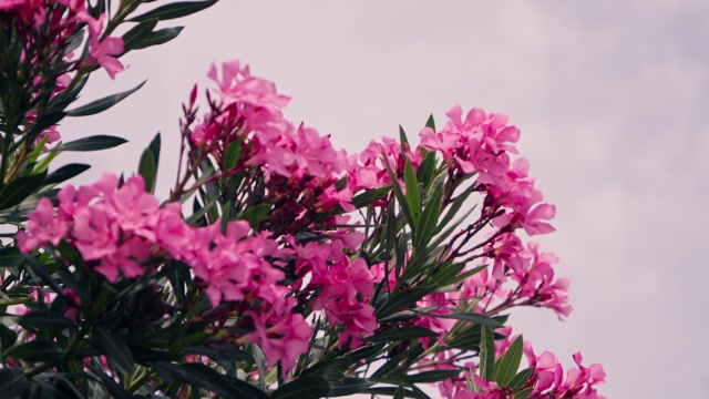 Nice Background Stock Footage: Royalty-Free Video Clips - Storyblocks