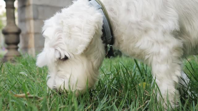 Sniffing Grass Stock Footage: Royalty-Free Video Clips - Storyblocks