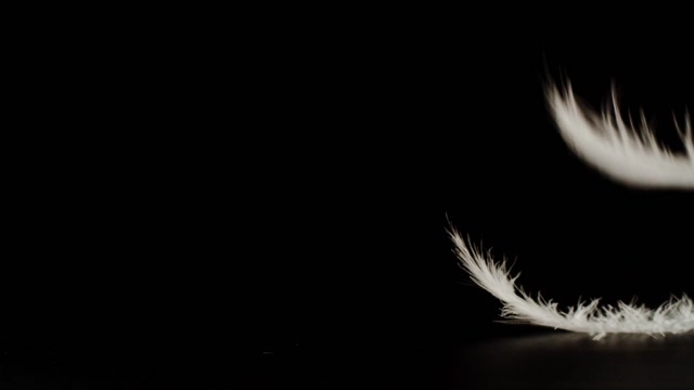 Feathers Falling Stock Footage: Royalty-Free Video Clips - Storyblocks