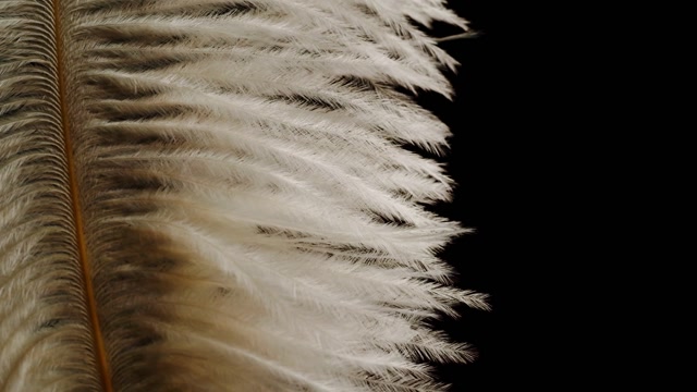 Feather Animation Stock Footage: Royalty-Free Video Clips - Storyblocks