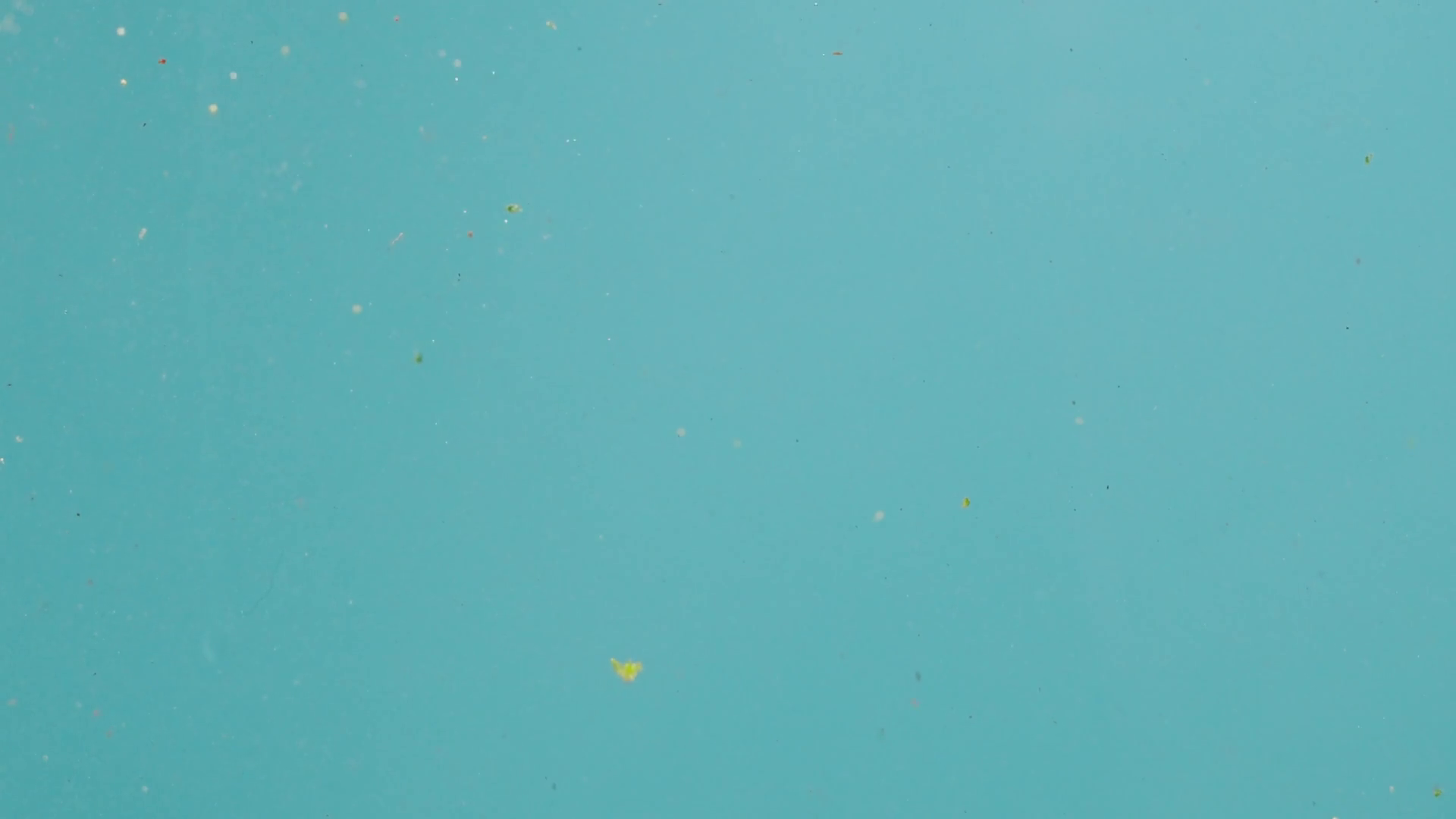 Green Broccoli Falling In Boiling Water Stock Footage SBV-348370594 ...