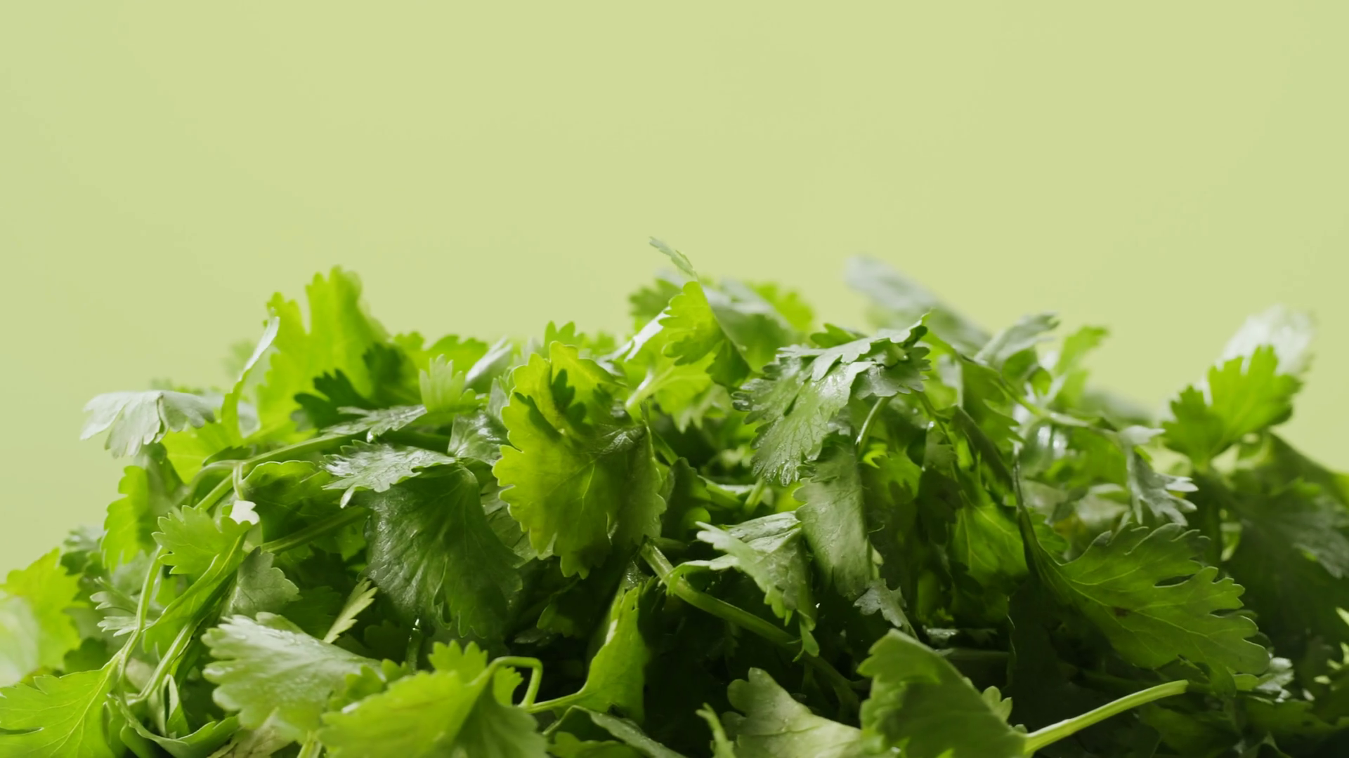 Cilantro Parsley Close Up Coriander Aromatic Stock Footage SBV ...