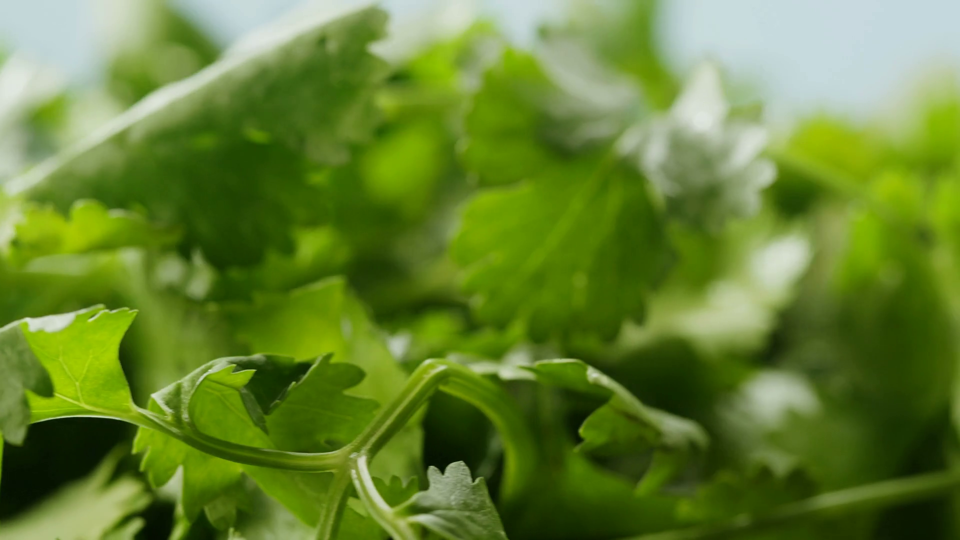 Cilantro Parsley Close Up Coriander Aromatic Stock Footage SBV ...