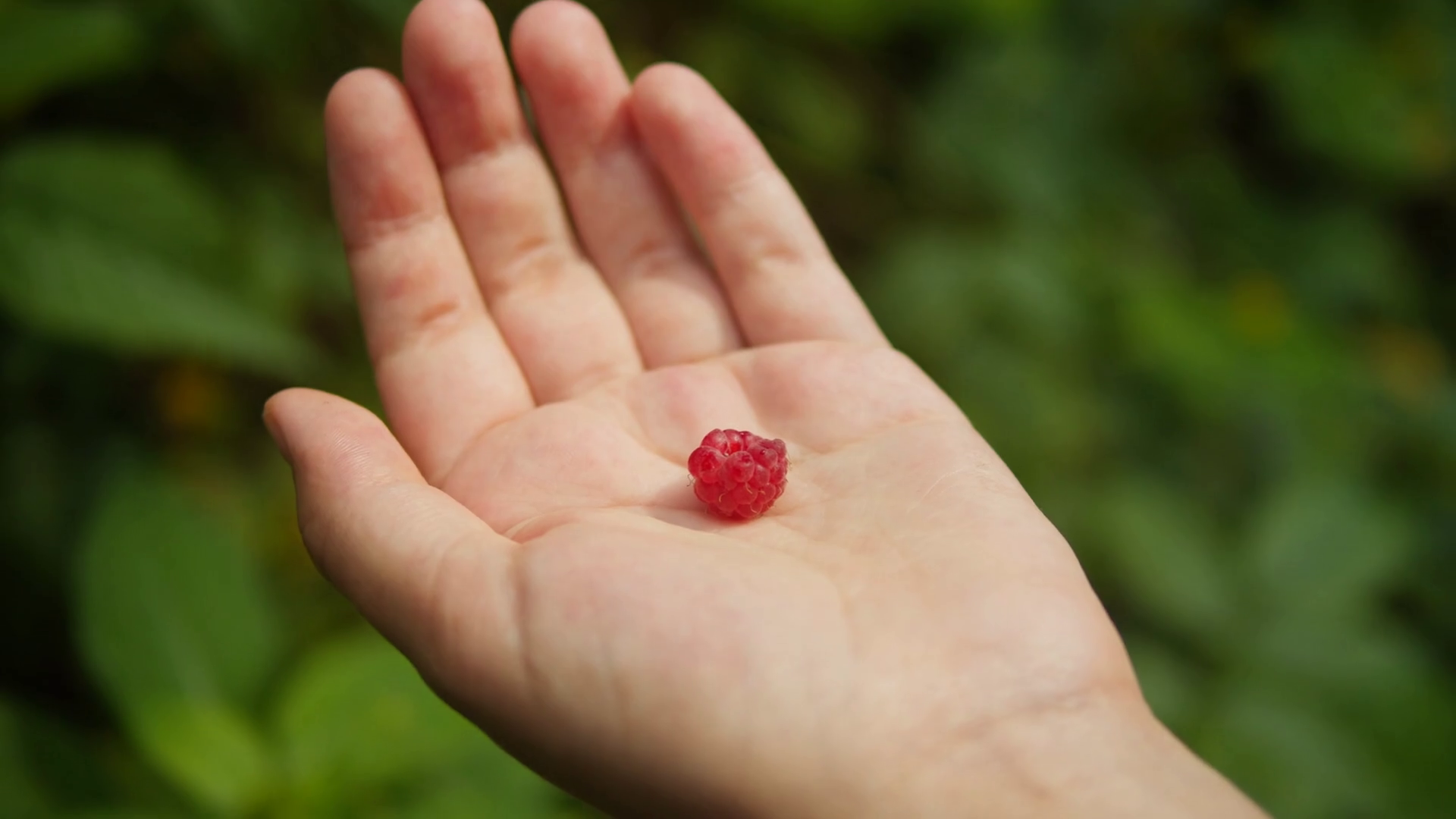 Gardener Woman Picking Ripe Raspberry In Stock Footage SBV-348486205 ...