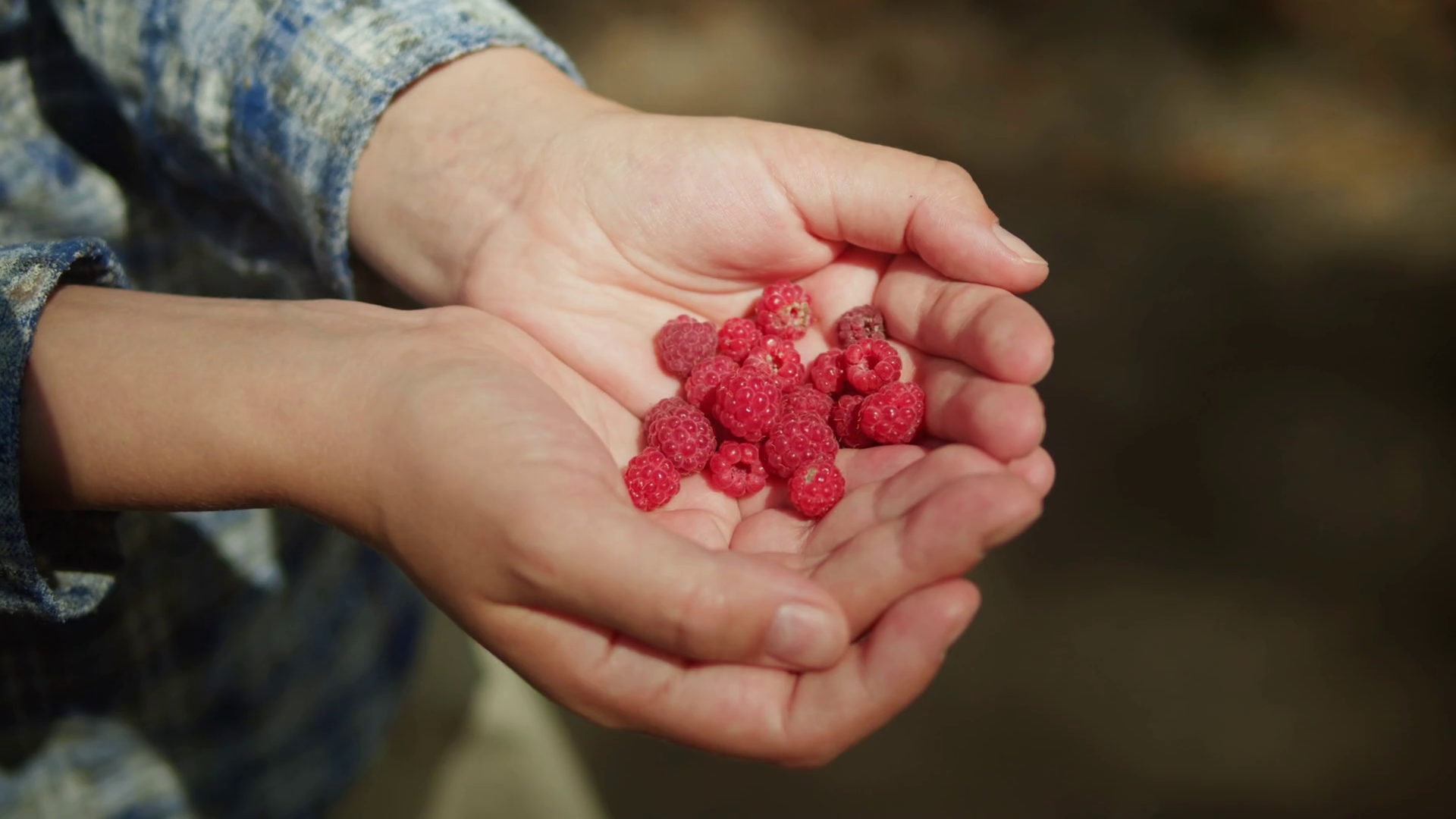 Gardener Woman Picking Ripe Raspberry In Stock Footage SBV-348486212 ...