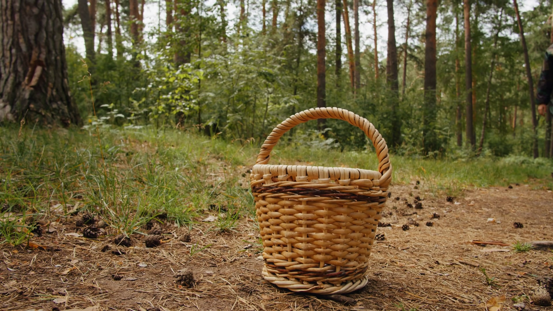 Human Walking In Forest With Basket Forester Stock Footage SBV ...
