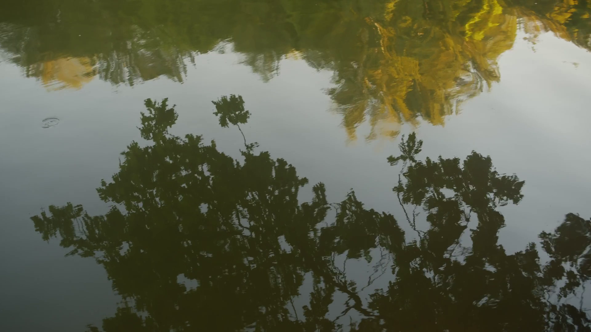 Reflection Of Forest In Water Tree In Lovely Stock Footage SBV ...