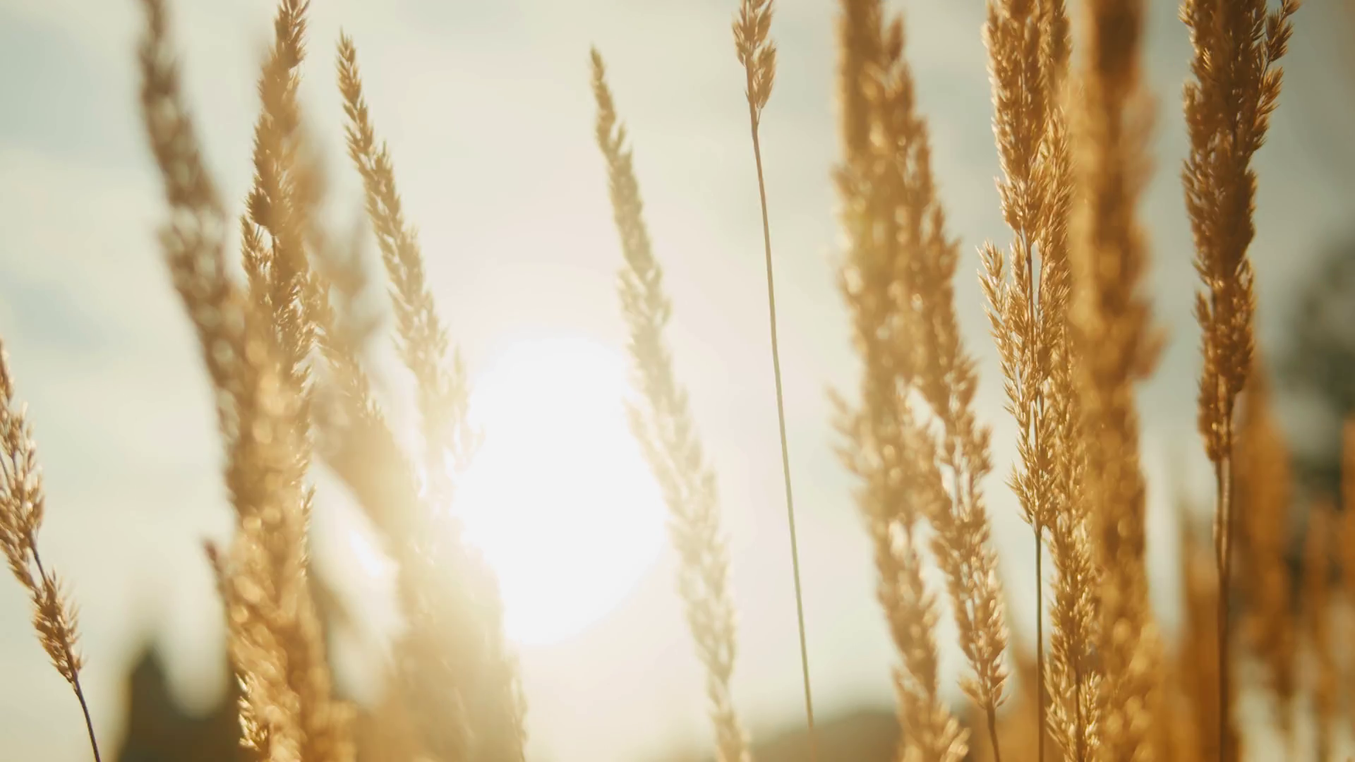 Wheat Field Ears Of Wheat Swaying From Stock Footage SBV-348839101 ...