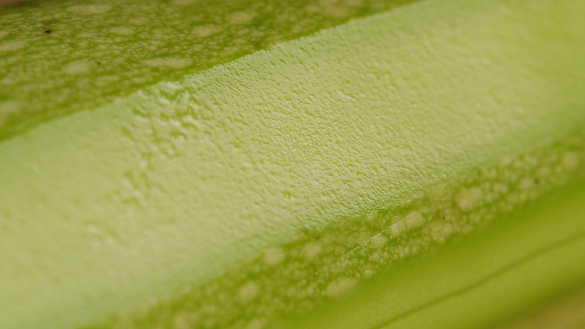 Zucchini Close-up Macro Slice Fresh Stock Footage SBV-348758392 ...