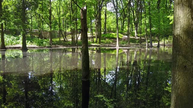 Swamp Water Stock Footage: Royalty-Free Video Clips - Storyblocks