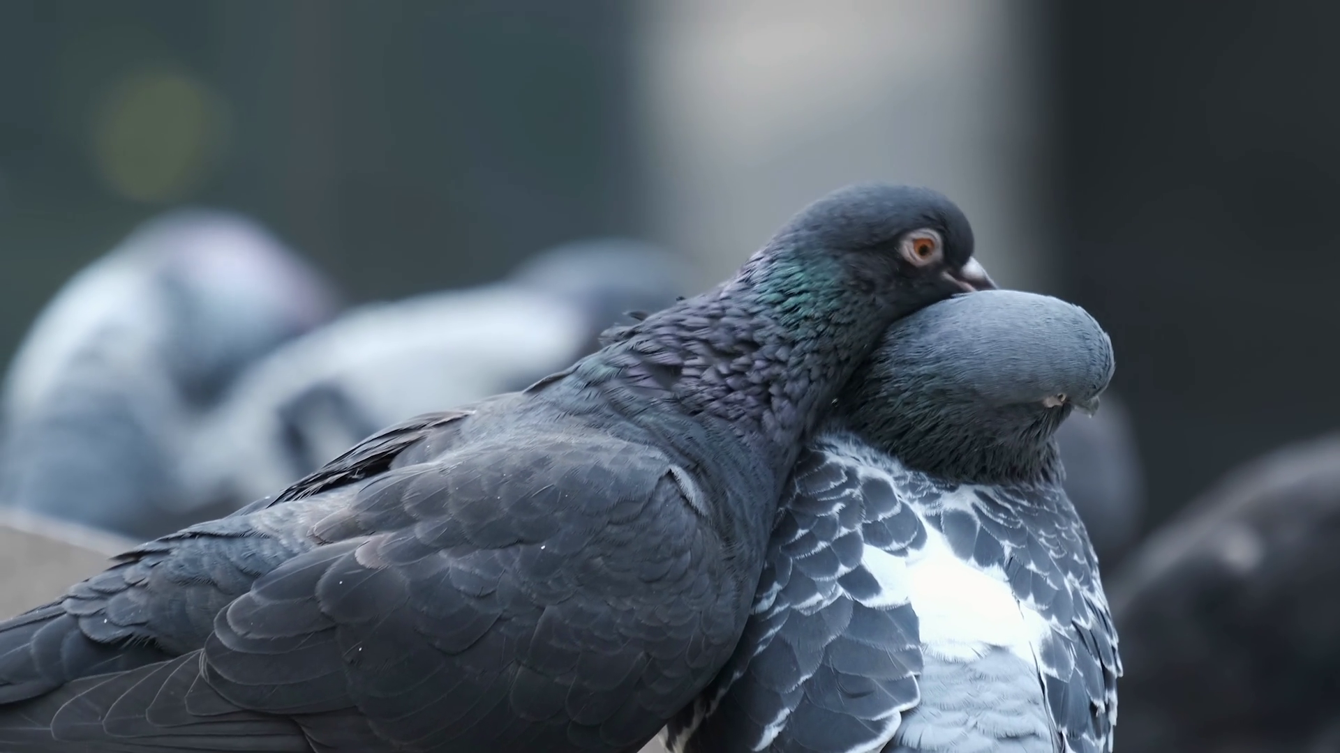 Crowd Of Pigeon In Park Stock Footage SBV-352374287 - Storyblocks