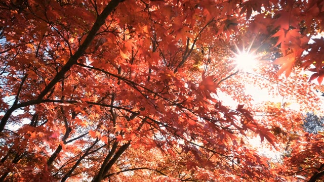 Maple Leaf Pattern Stock Footage: Royalty-Free Video Clips - Storyblocks