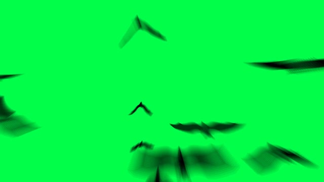 Bird Alpha Stock Footage: Royalty-Free Video Clips - Storyblocks