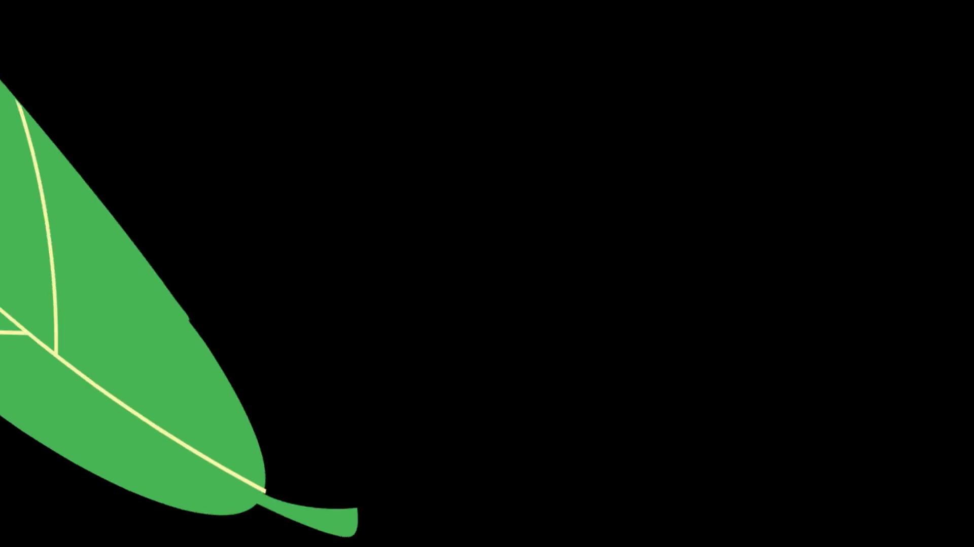 Leaf Transition Leaves Animation Video Stock Footage SBV-352168732 ...