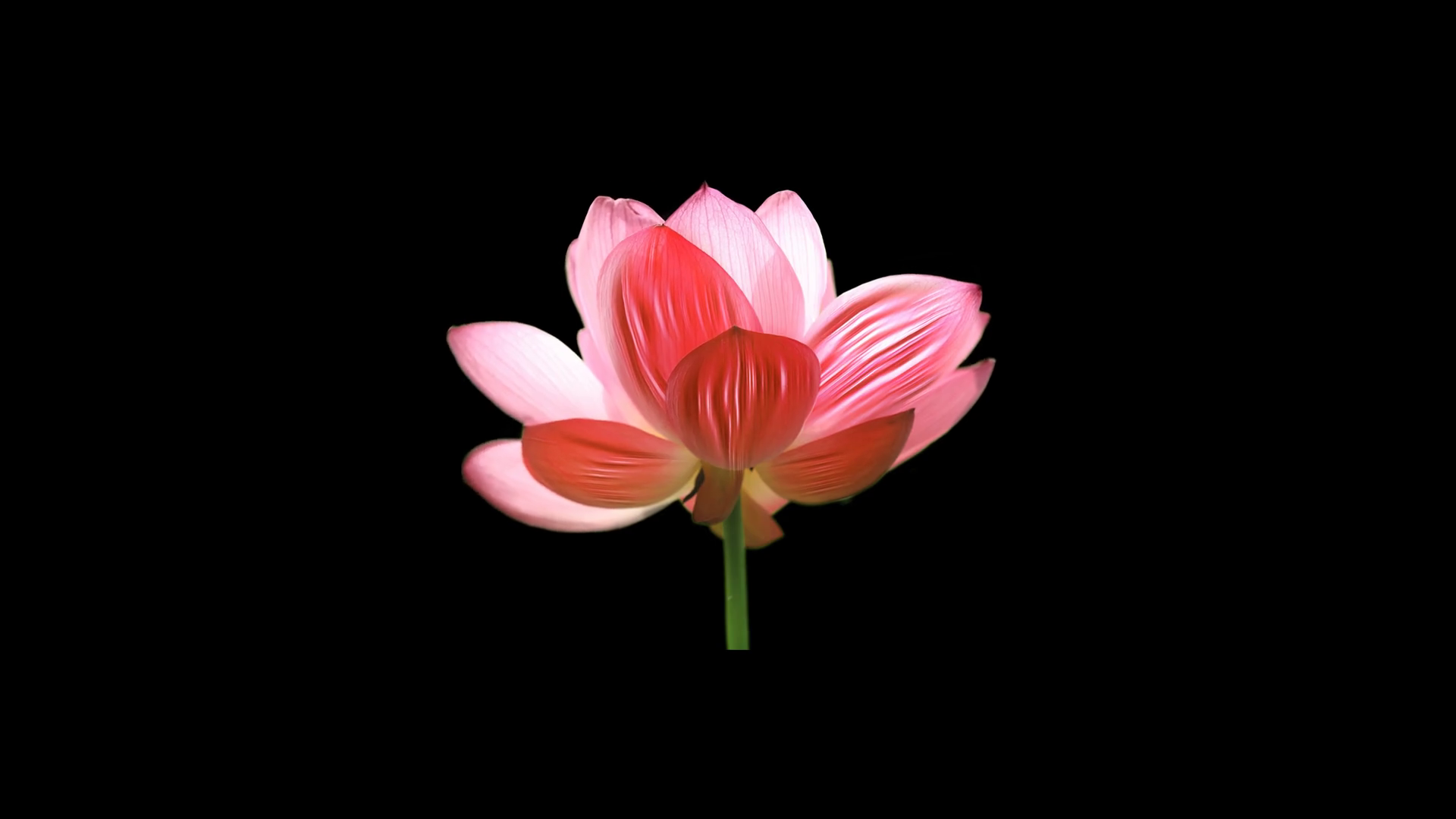 Lotus Flower Icon Loop Animation Video Stock Footage SBV-347475490 ...