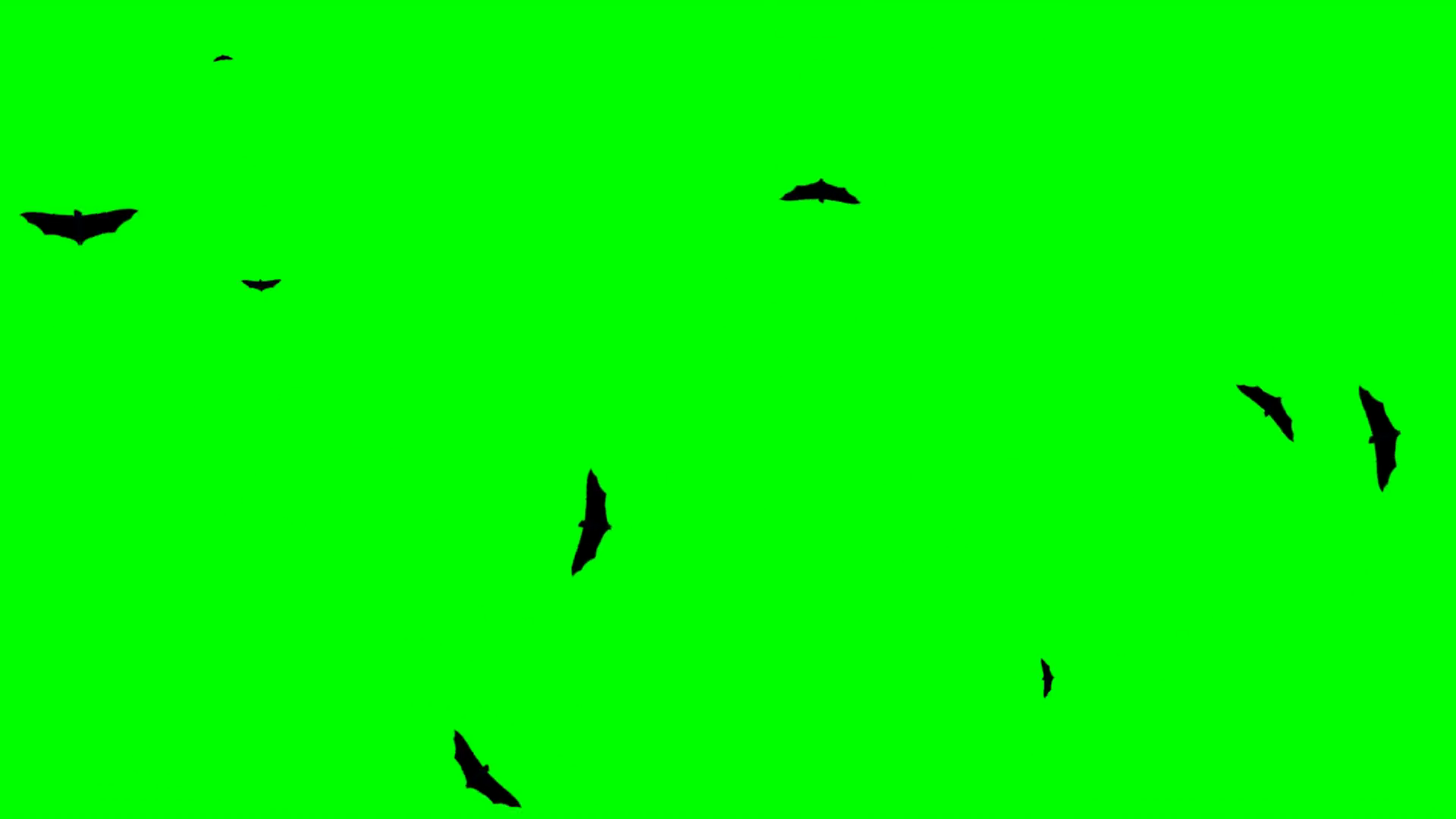 Halloween Bats Flying Loop Animation Stock Motion Graphics SBV ...