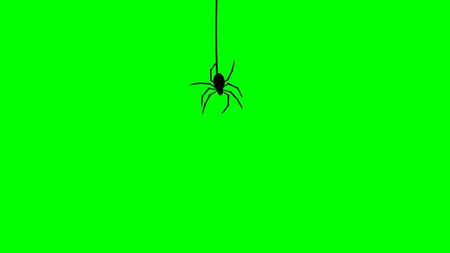 Spider Animation Stock Footage: Royalty-Free Video Clips - Storyblocks