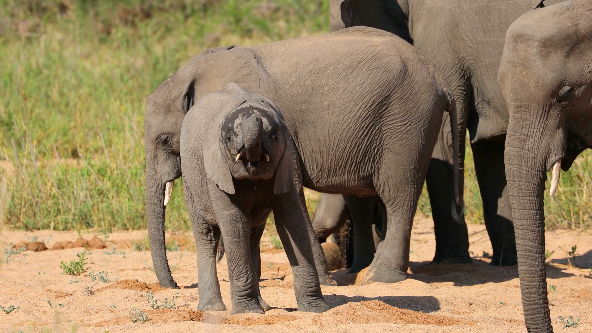 A Young African Elephant (loxodonta Stock Footage SBV-353217108 ...