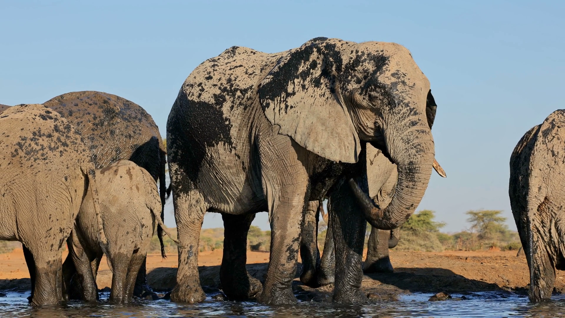 Low-angle View Of African Elephants Stock Footage SBV-352338566 ...