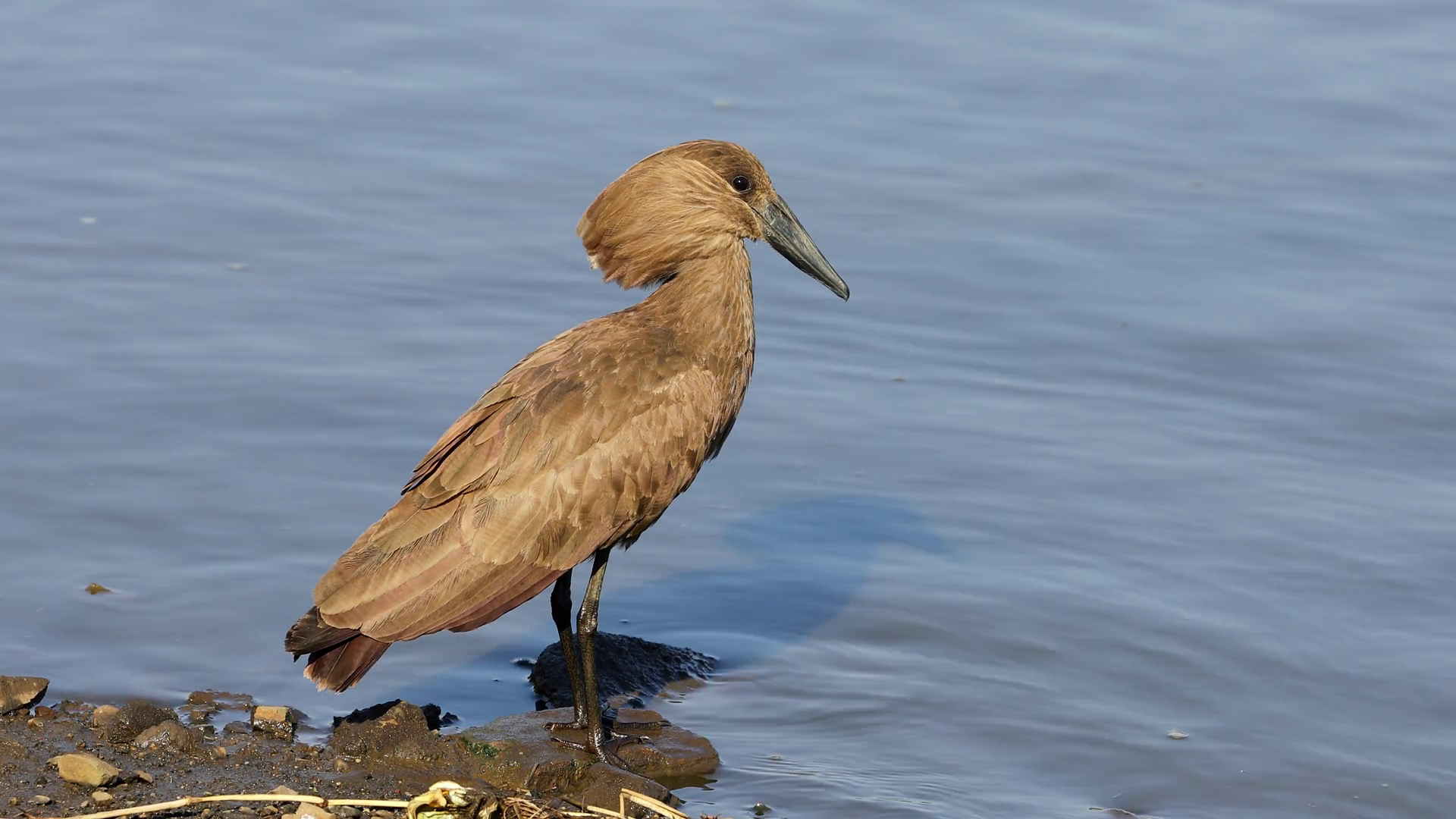 An Alert Hamerkop Bird (scopus Umbretta) At Stock Footage SBV-352305766 ...