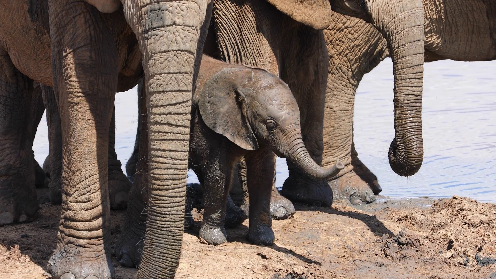 Cute Baby African Elephants (loxodonta Stock Footage SBV-352562460 ...