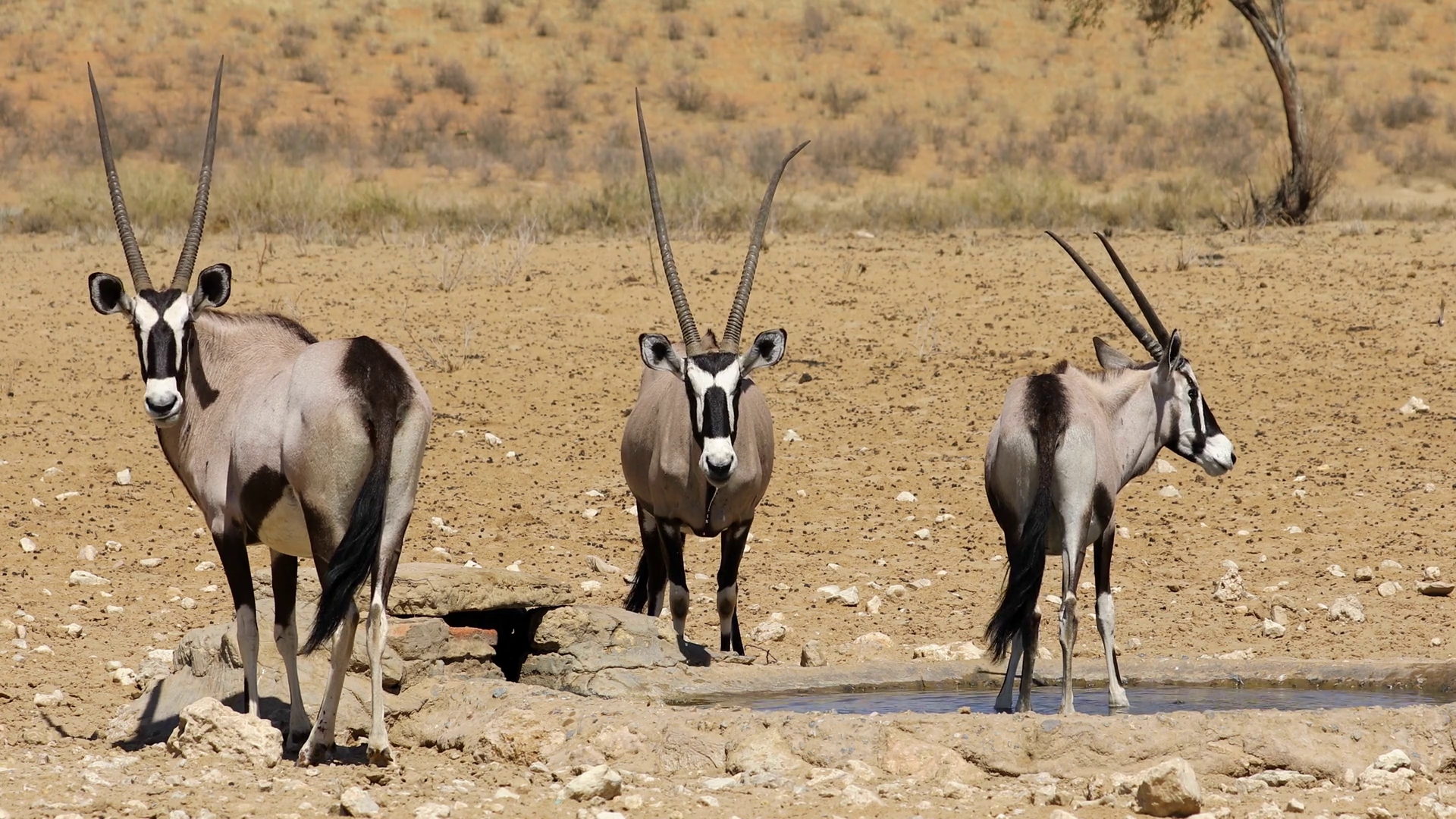 Gemsbok Antelopes (oryx Gazella) Drinking Stock Footage SBV-352367292 ...