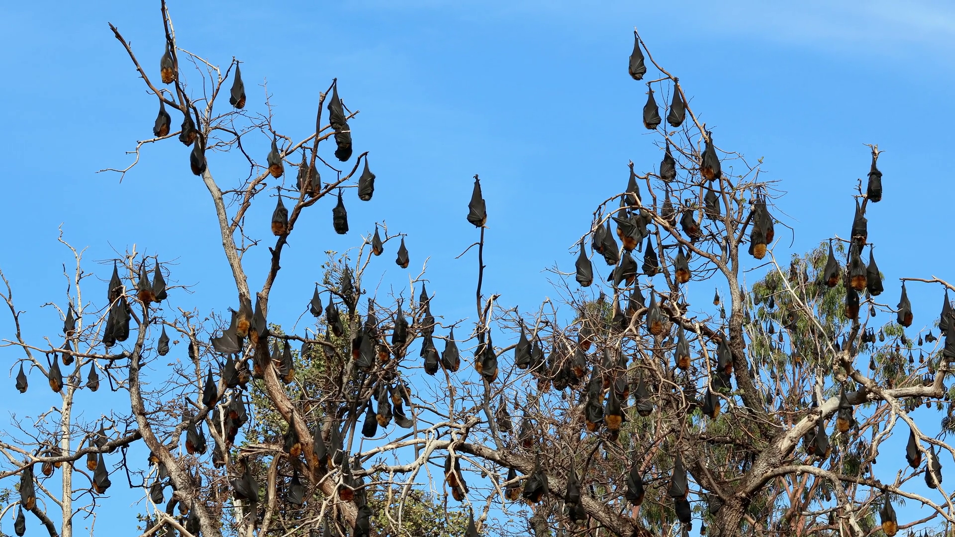 Large Colony Of Grey-headed Flying Foxes Stock Footage SBV-352457051 ...