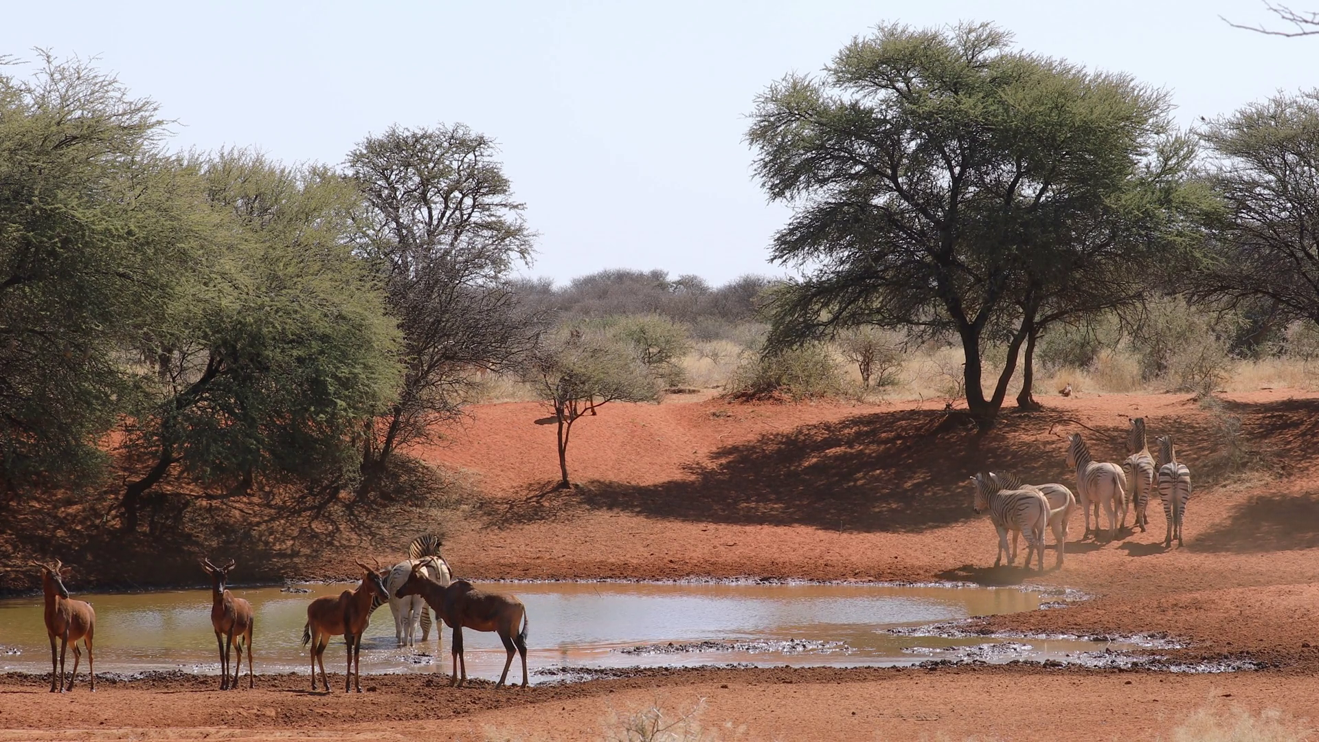 Plains Zebras Tsessebe Antelopes At Stock Footage SBV-352655657 ...