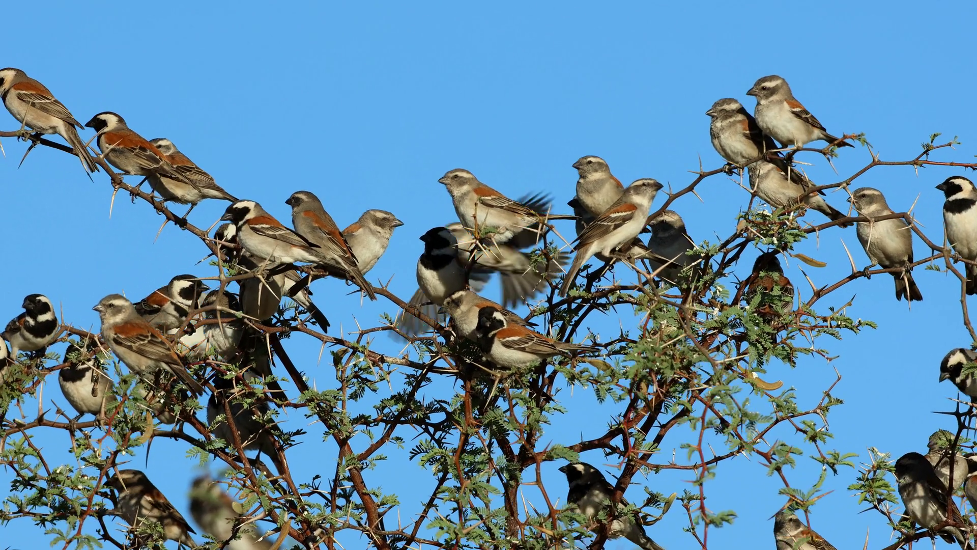 Flock Of Red-billed Queleas (quelea Quelea) Stock Footage SBV-353125957 - Storyblocks