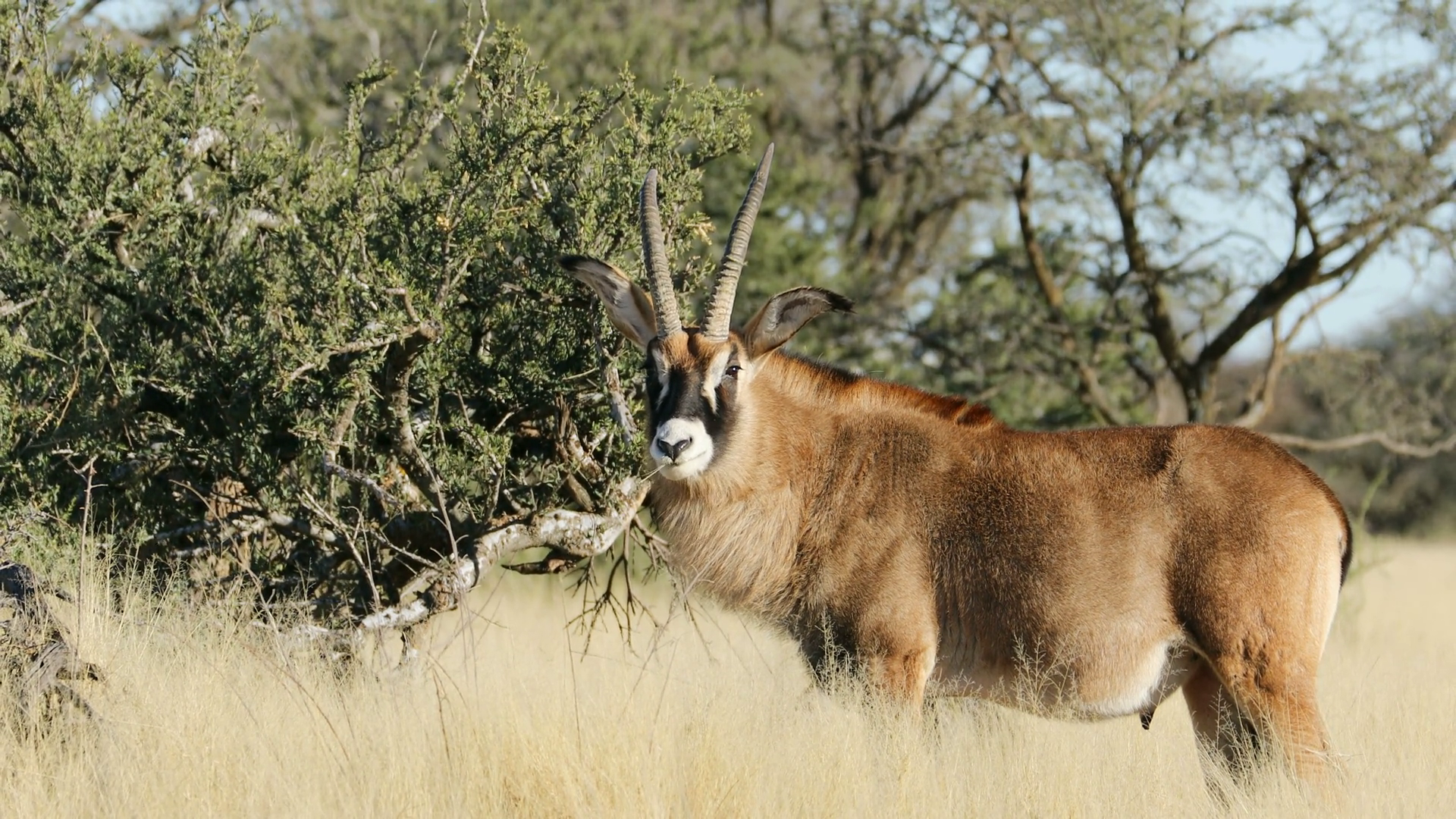 A Rare Roan Antelope (hippotragus Equinus) Stock Footage SBV-352899798 ...