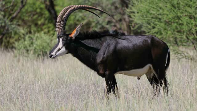 Magnificent Horns Stock Footage: Royalty-Free Video Clips - Storyblocks