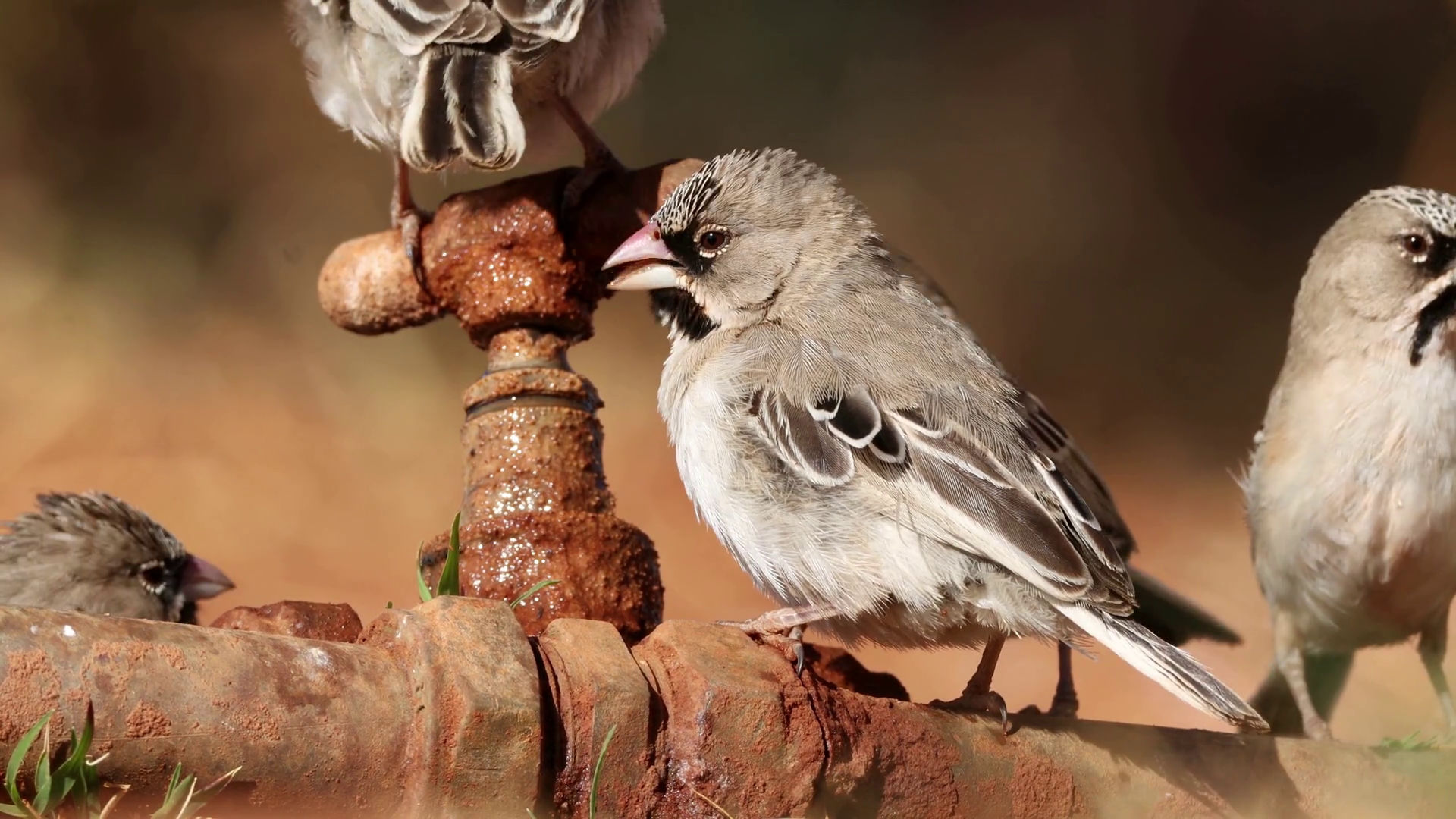 Small Scaly-feathered Weavers (sporopipes Stock Footage SBV-352461900 ...