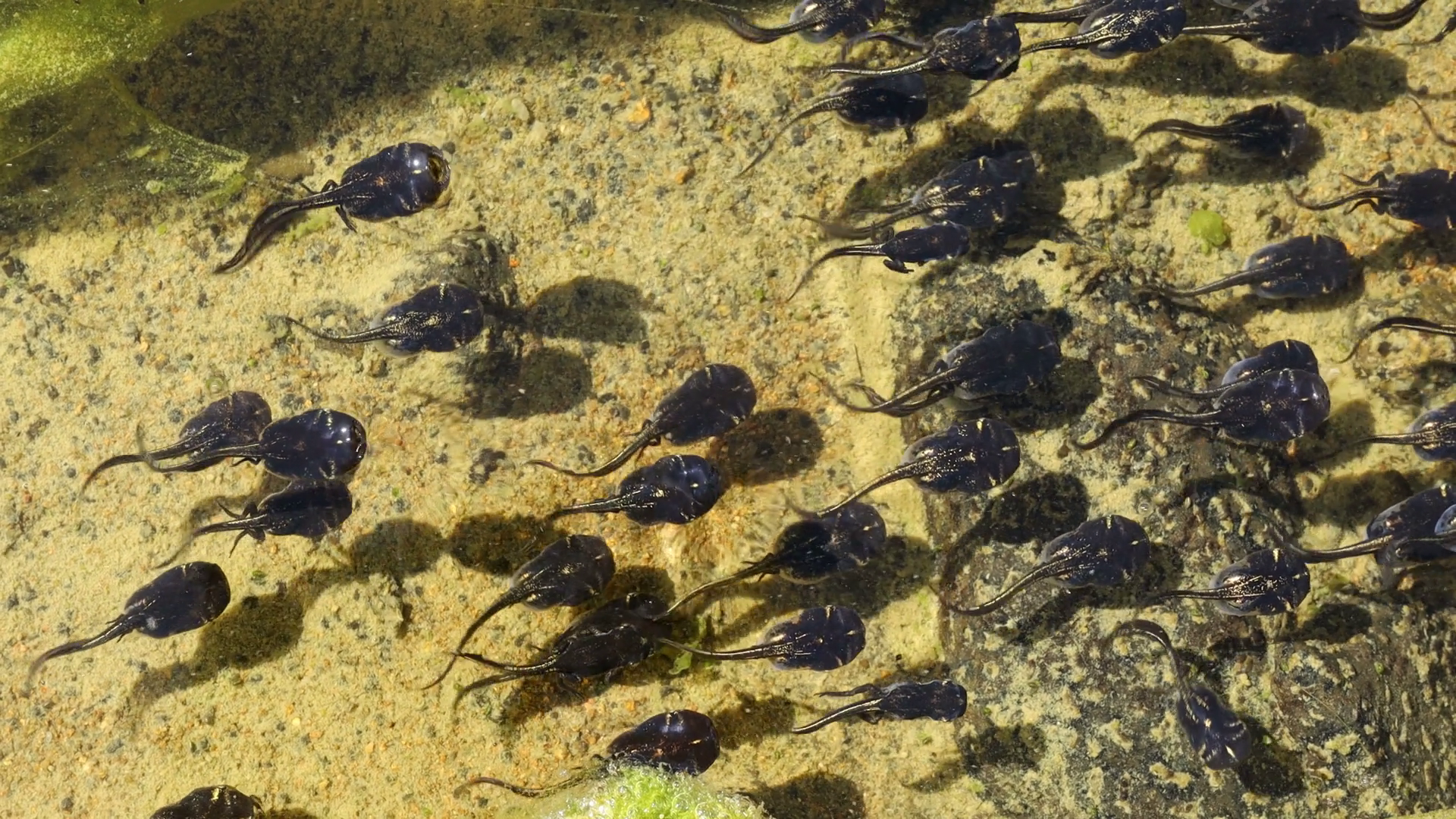 Small Tadpoles Swimming In Shallow Flowing Stock Footage SBV-352467990 ...