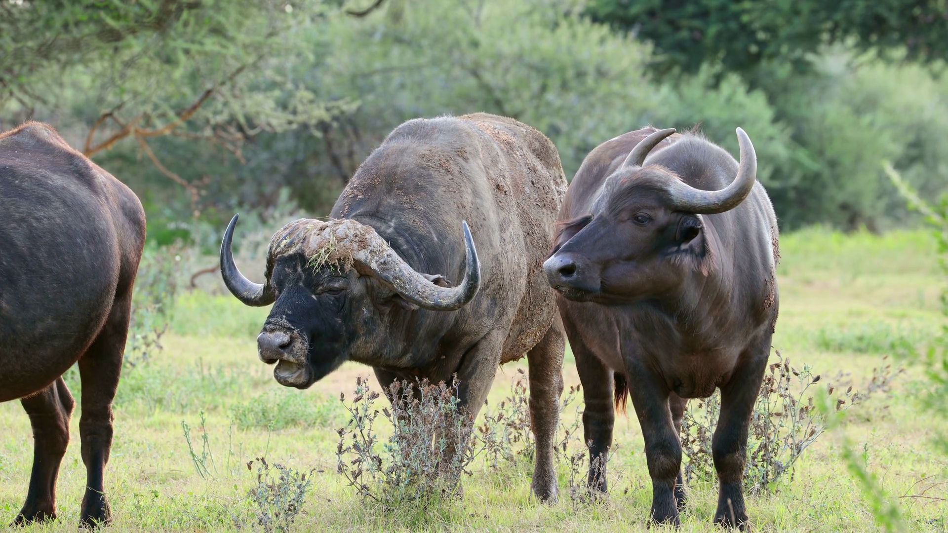 African Buffaloes (syncerus Caffer) In Stock Footage SBV-352980506 ...