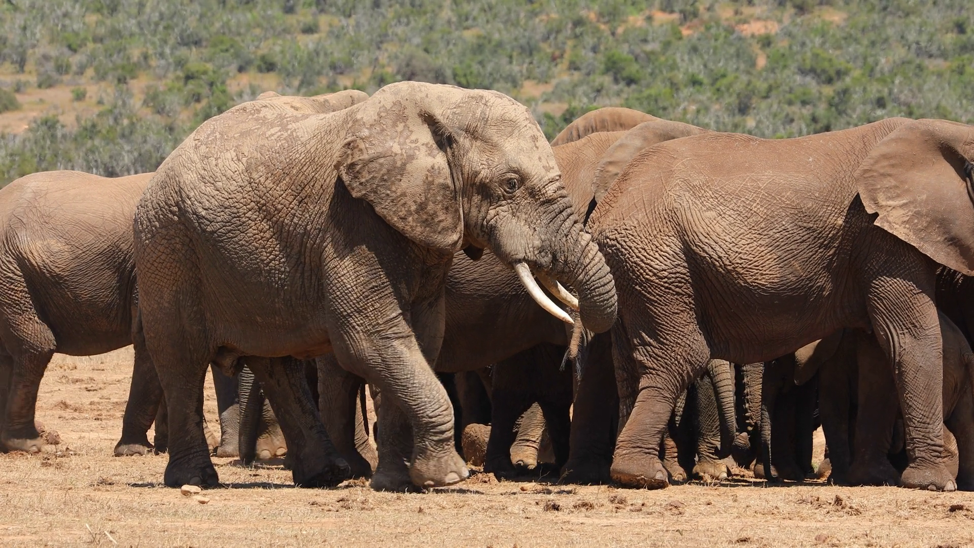 Large African Bull Elephant (loxodonta Stock Footage SBV-352910285 ...