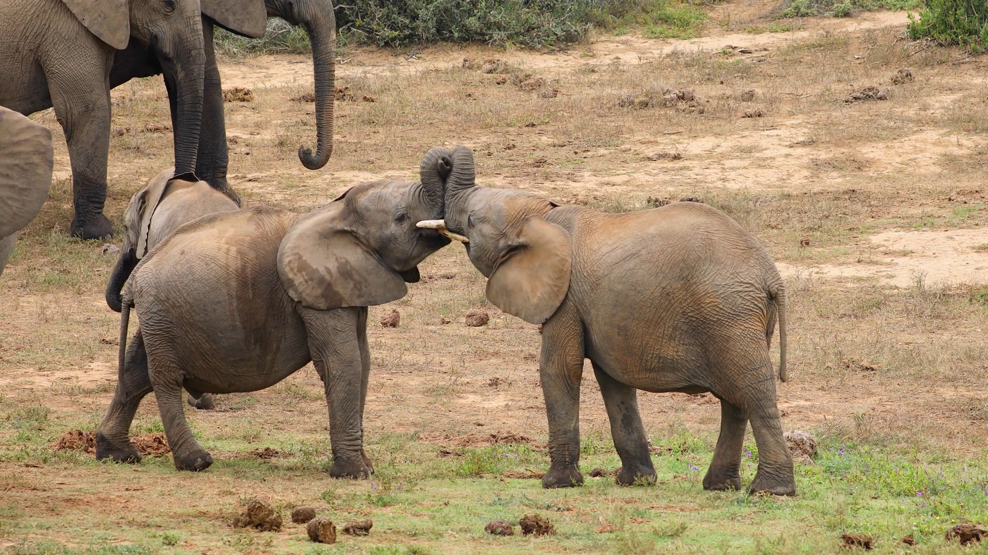 Two Young African Elephants (loxodonta Stock Footage SBV-352404028 ...