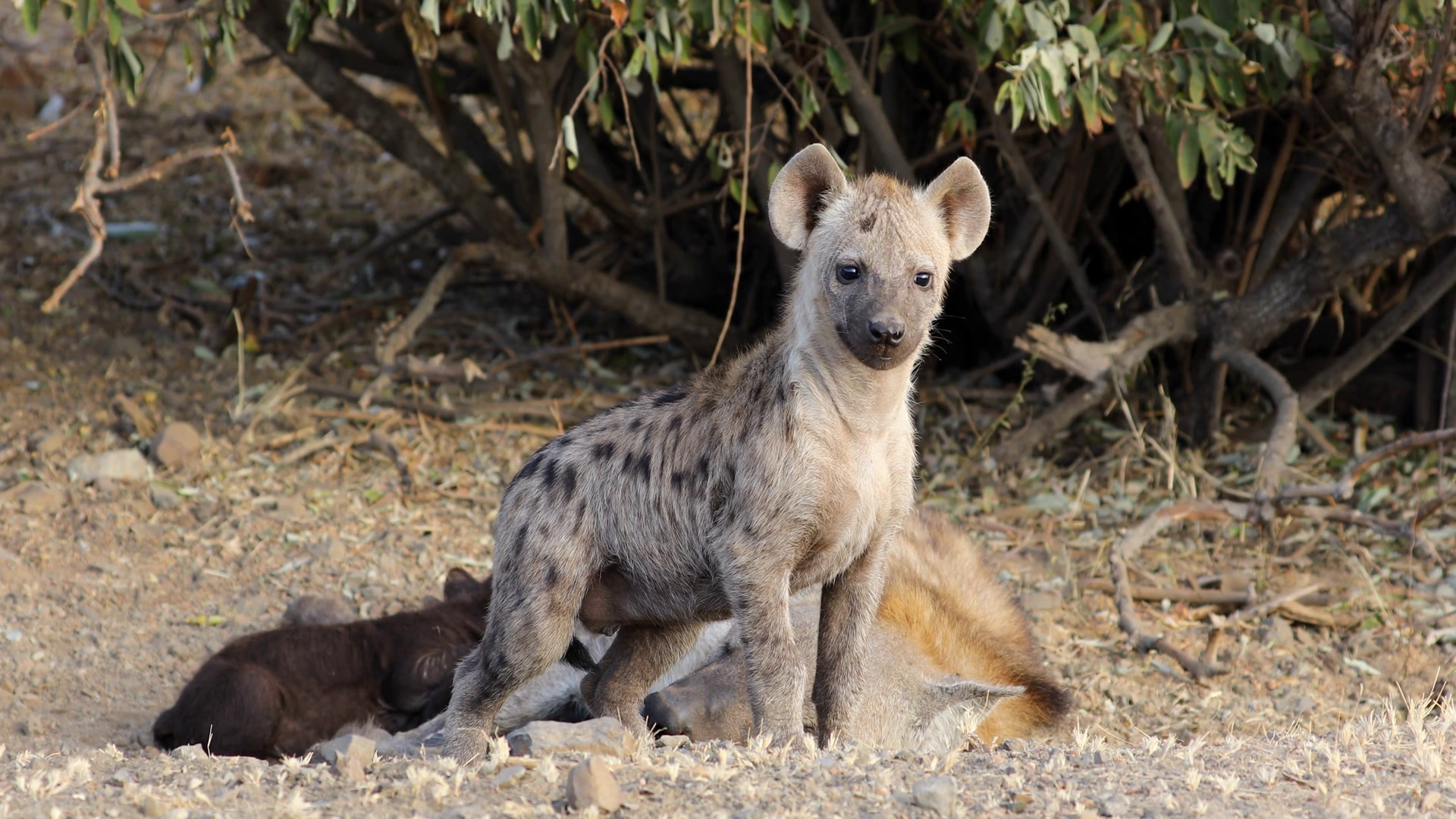 A Young Spotted Hyena (crocuta Crocuta) At Stock Footage SBV-352312487 ...