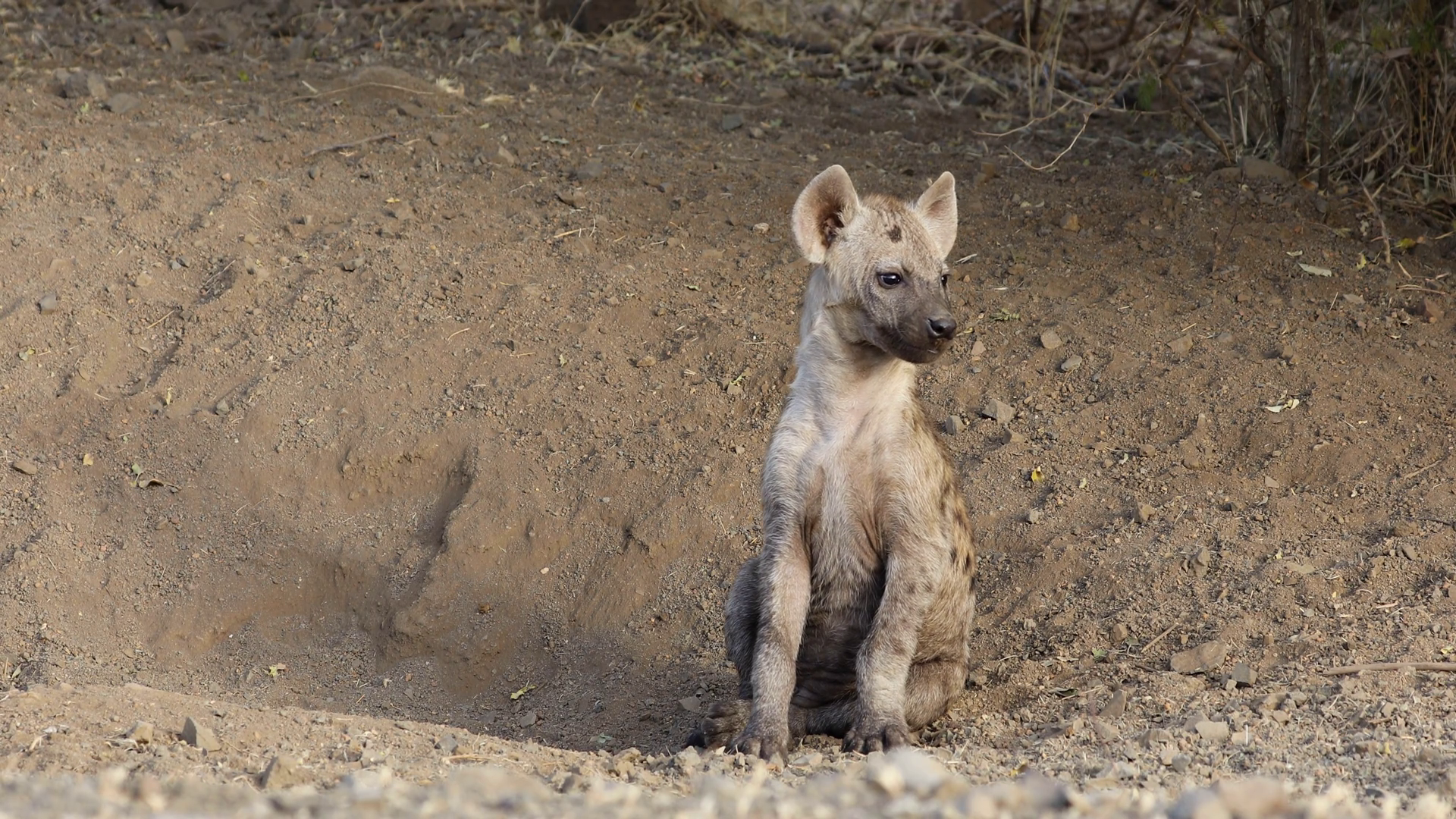 A Young Spotted Hyena (crocuta Crocuta) At Stock Footage SBV-352660919 ...