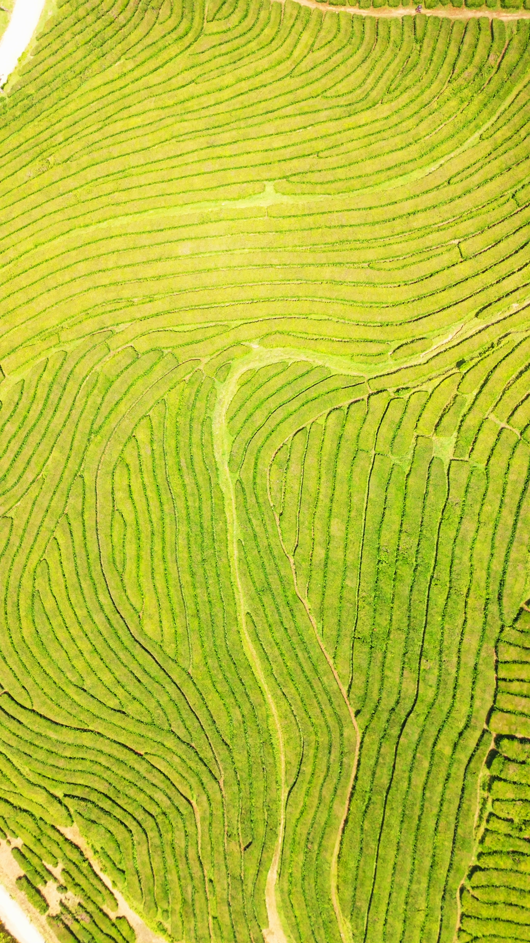 Tea Plantation Lush Green Terraces Azores Stock Footage SBV-353047792 ...