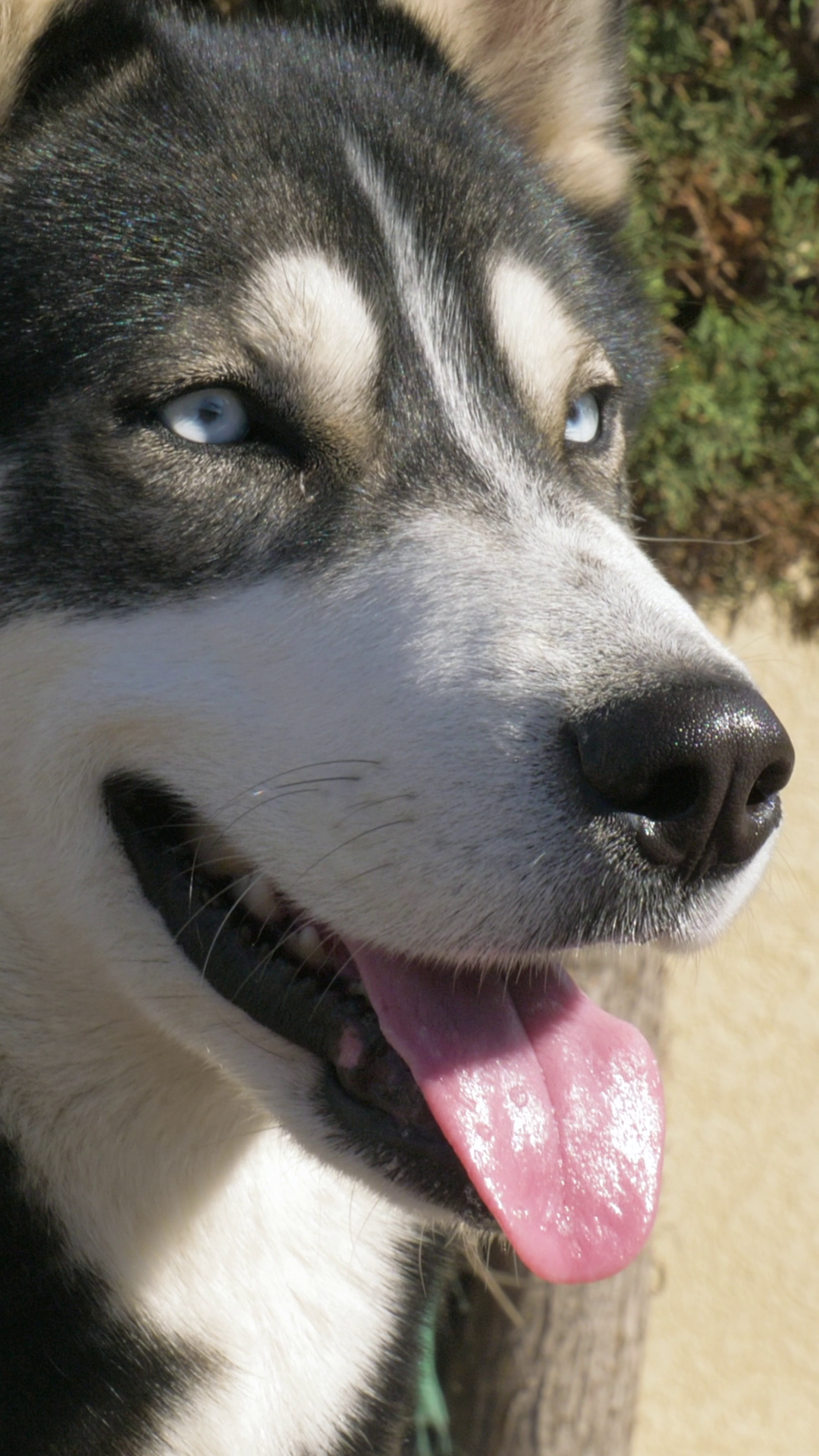 Young Cute Husky Dog With Moist Nose Opened Stock Footage SBV-353036401 ...